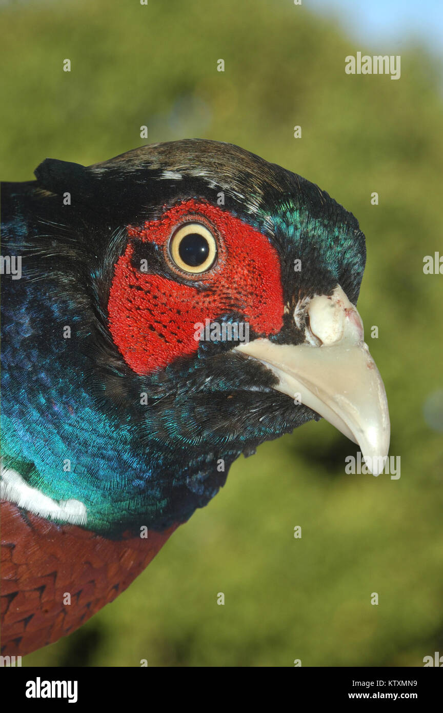 Ring necked pheasants hi-res stock photography and images - Alamy
