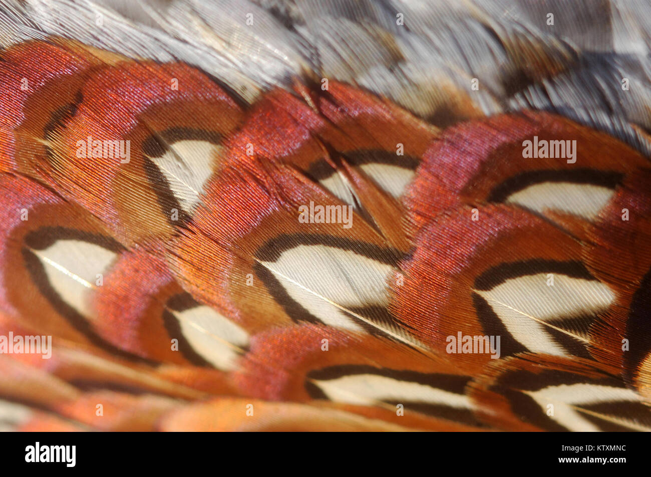 Ring necked pheasants hi-res stock photography and images - Alamy