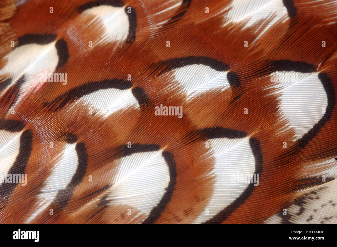 Ring necked pheasants hi-res stock photography and images - Alamy