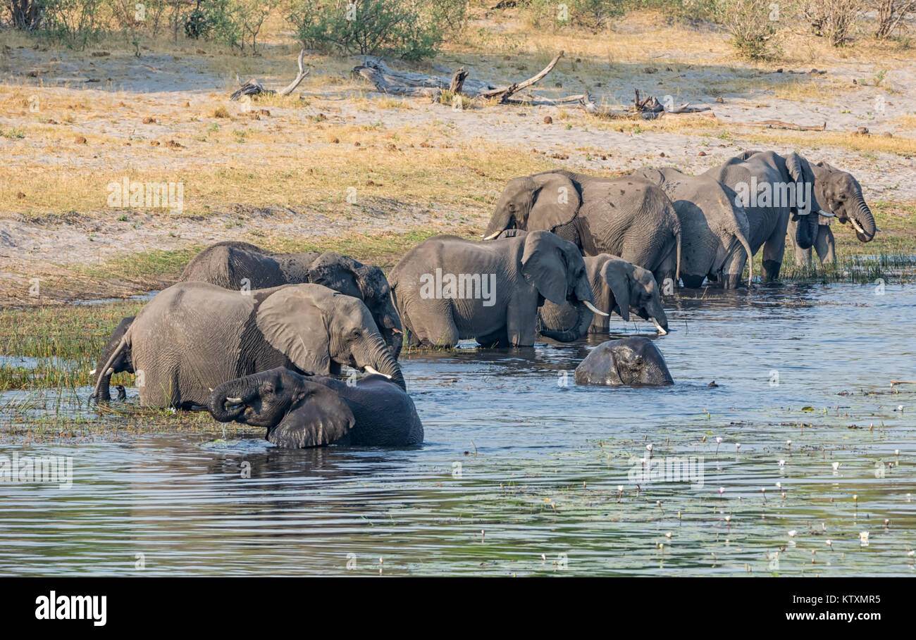 African elephants swimming swim water hi-res stock photography and ...