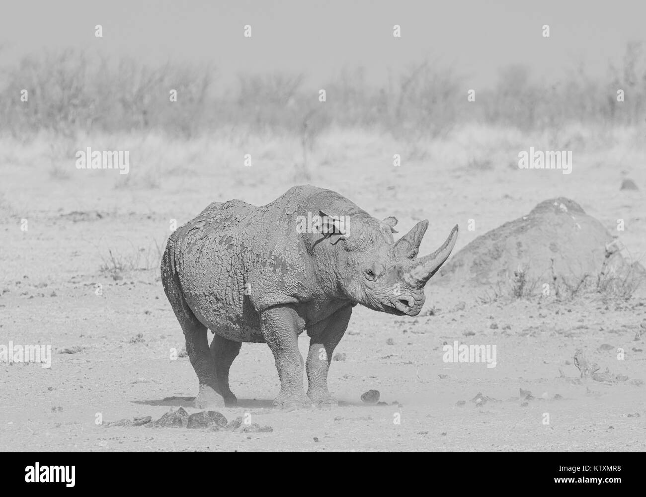 A solitary Black Rhino in Namibian savanna Stock Photo - Alamy