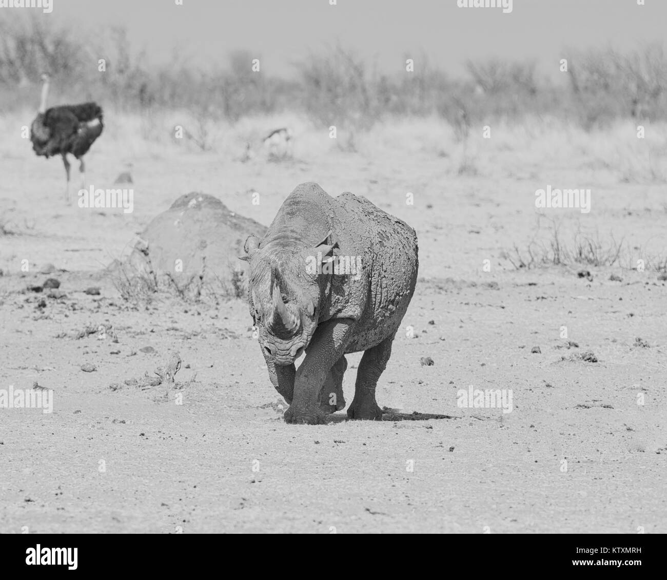 A solitary Black Rhino in Namibian savanna Stock Photo - Alamy