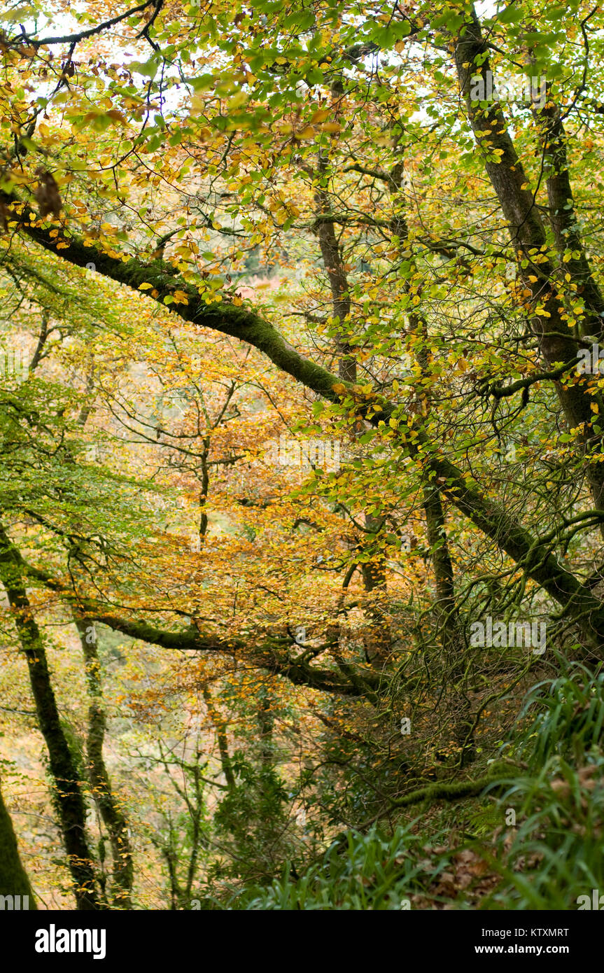 Autumnal woodland Lydford Gorge, Devon Stock Photo - Alamy