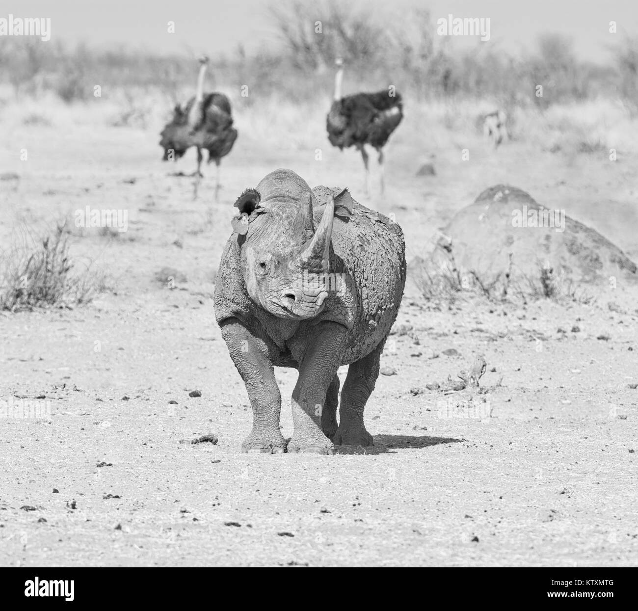 Birds of namibia Black and White Stock Photos & Images - Alamy