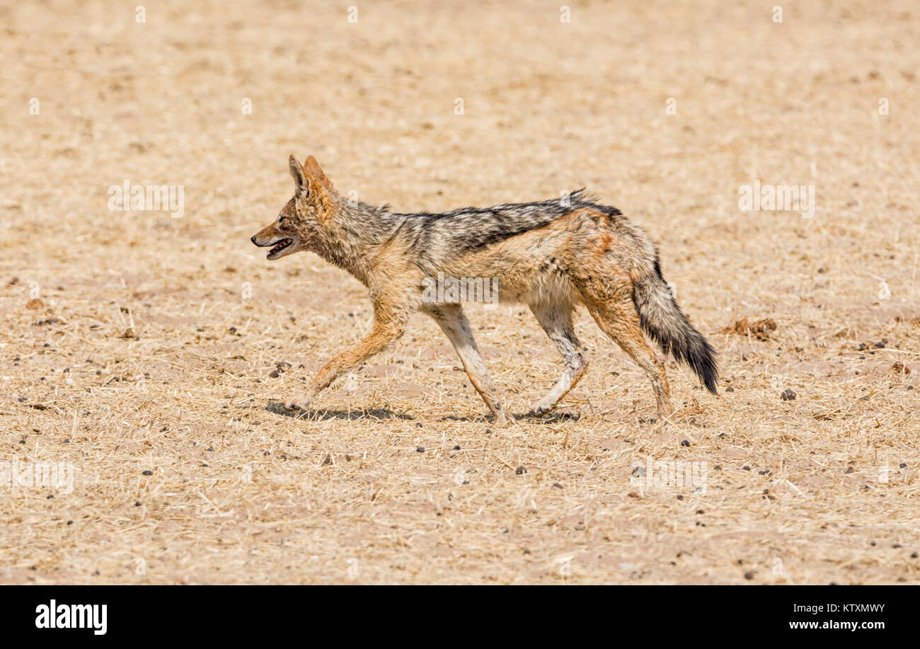 A Black-backed Jackal in Namibian savanna Stock Photo - Alamy