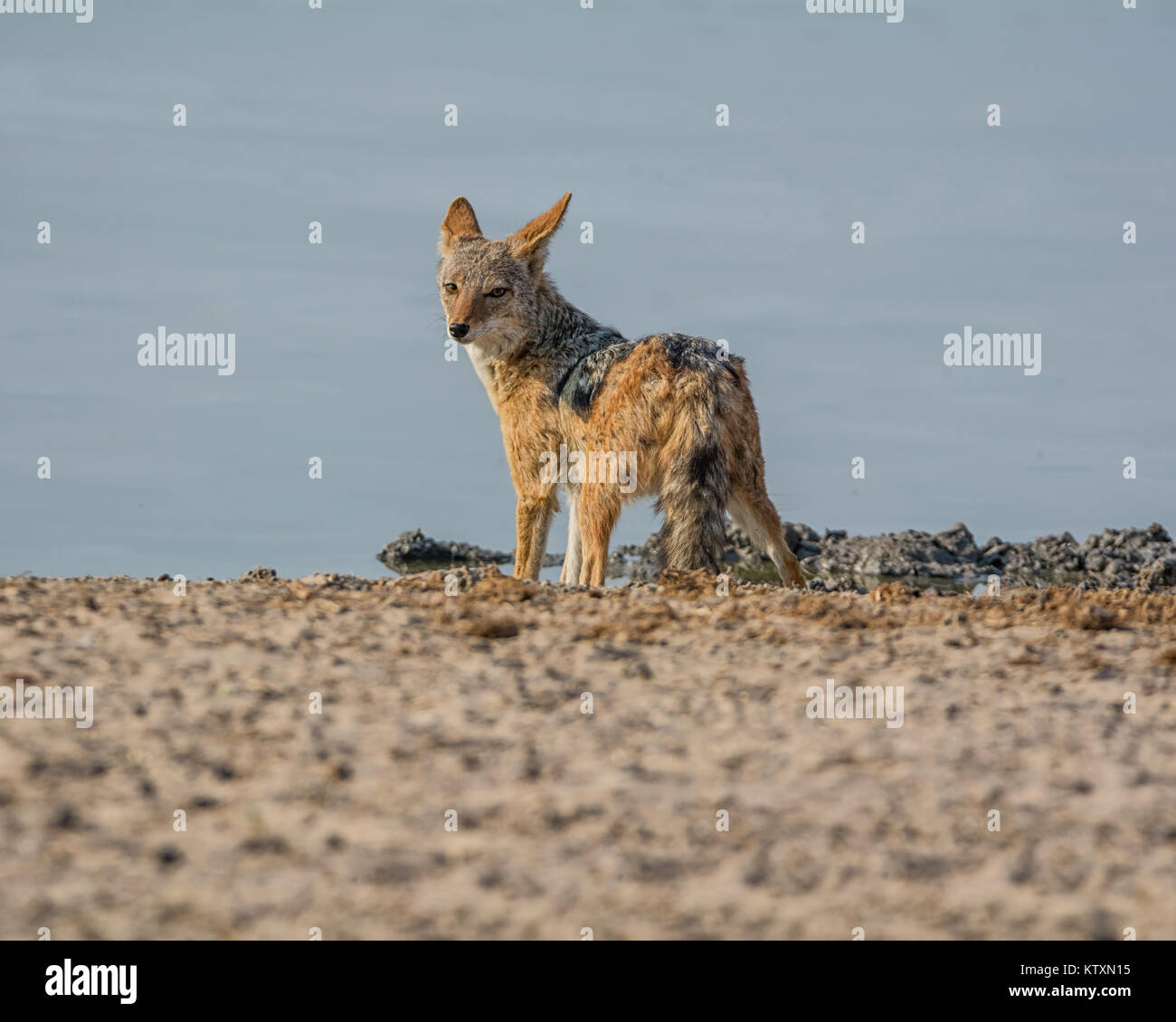 A Black-backed Jackal next to a river in Namibian savanna Stock Photo ...