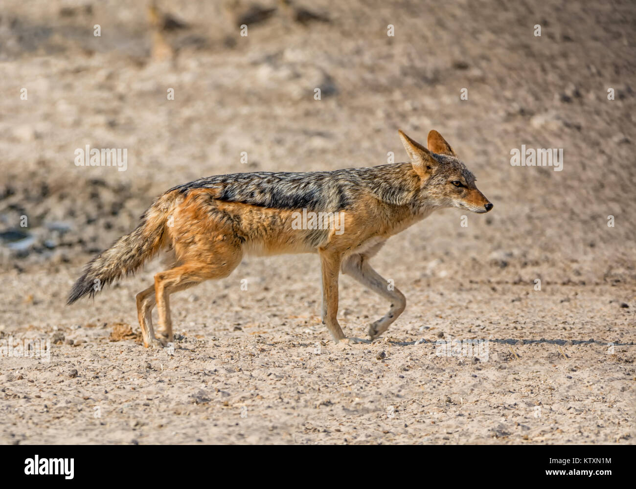 A Black-backed Jackal in Namibian savanna Stock Photo - Alamy