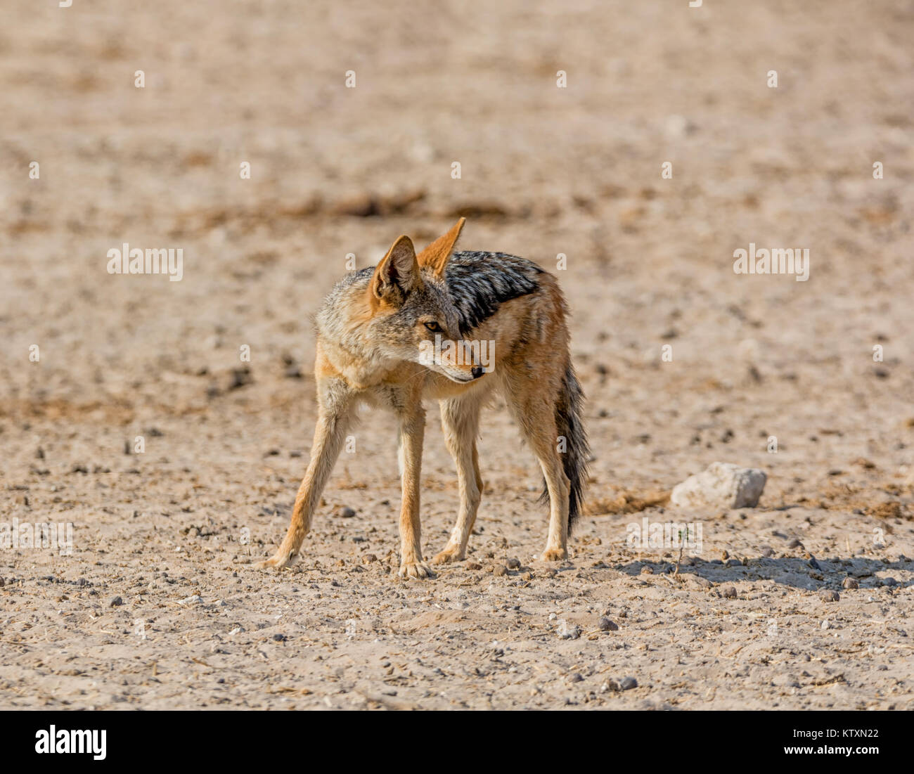 A Black-backed Jackal in Namibian savanna Stock Photo - Alamy