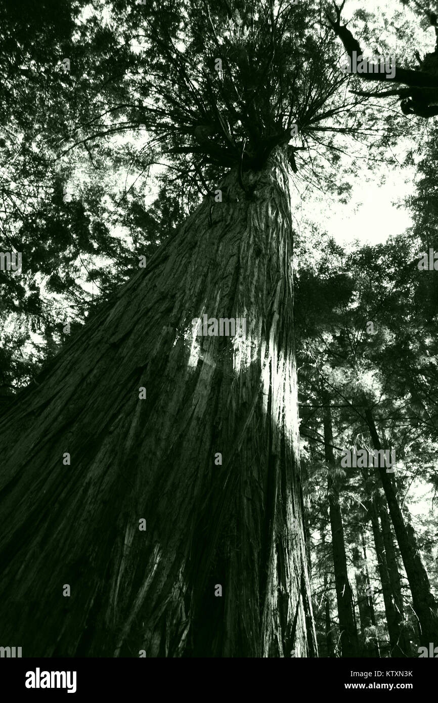 Old Growth Cedar Stock Photo - Alamy