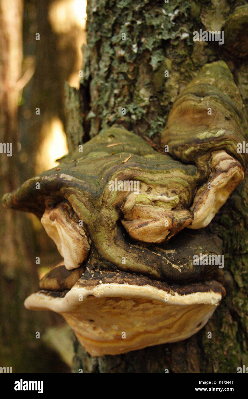 Fungi on tree that look like a face Stock Photo - Alamy