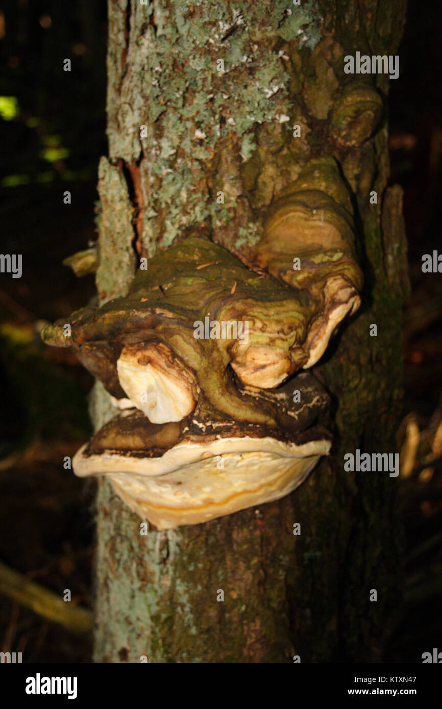Fungi on tree that look like a face Stock Photo - Alamy