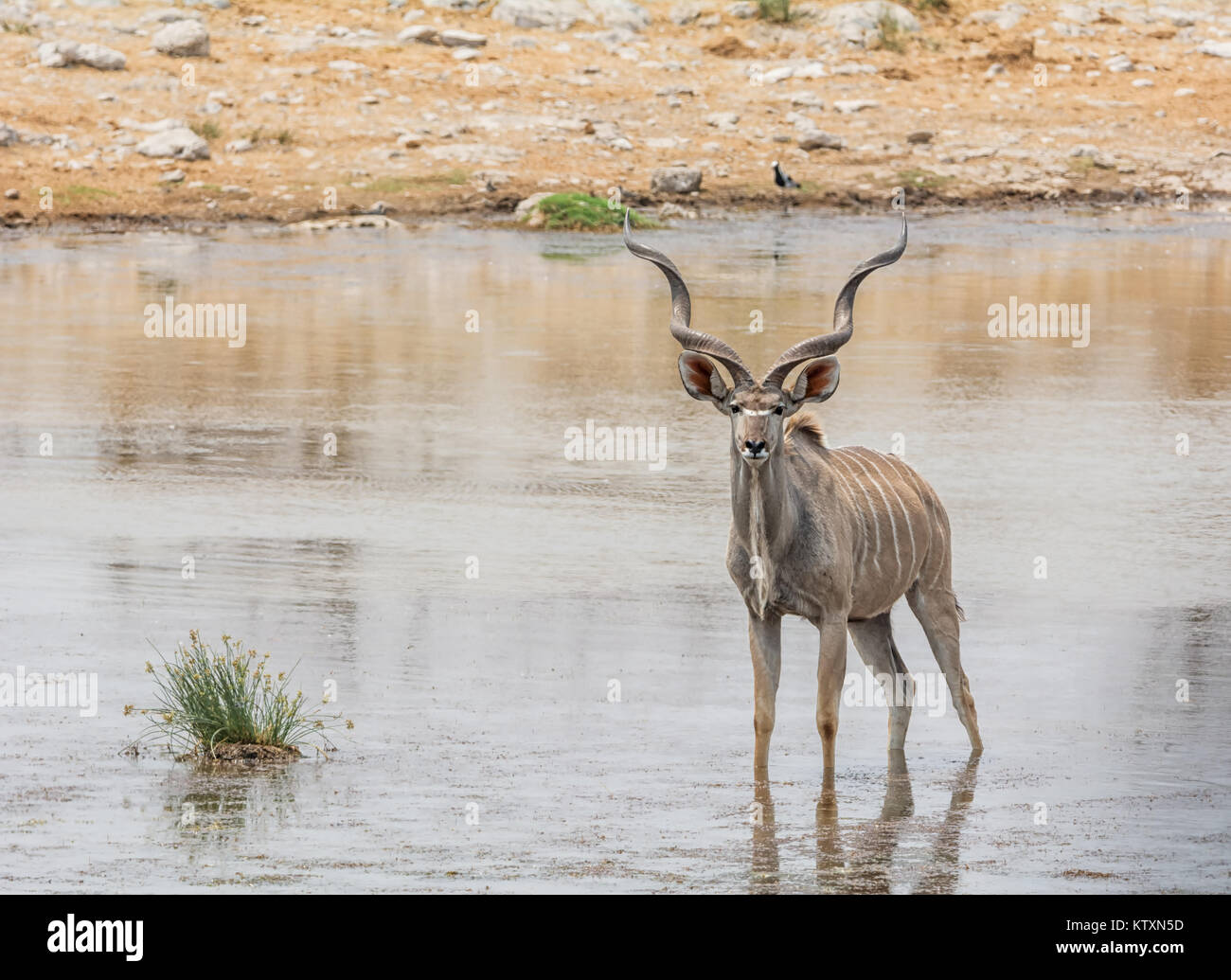 A Kudu Bull at a watering hole in Namibian savanna Stock Photo - Alamy