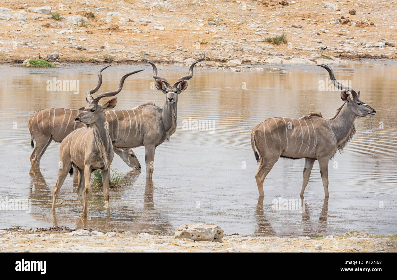 Kudu Bulls at a watering hole in Namibian savanna Stock Photo - Alamy
