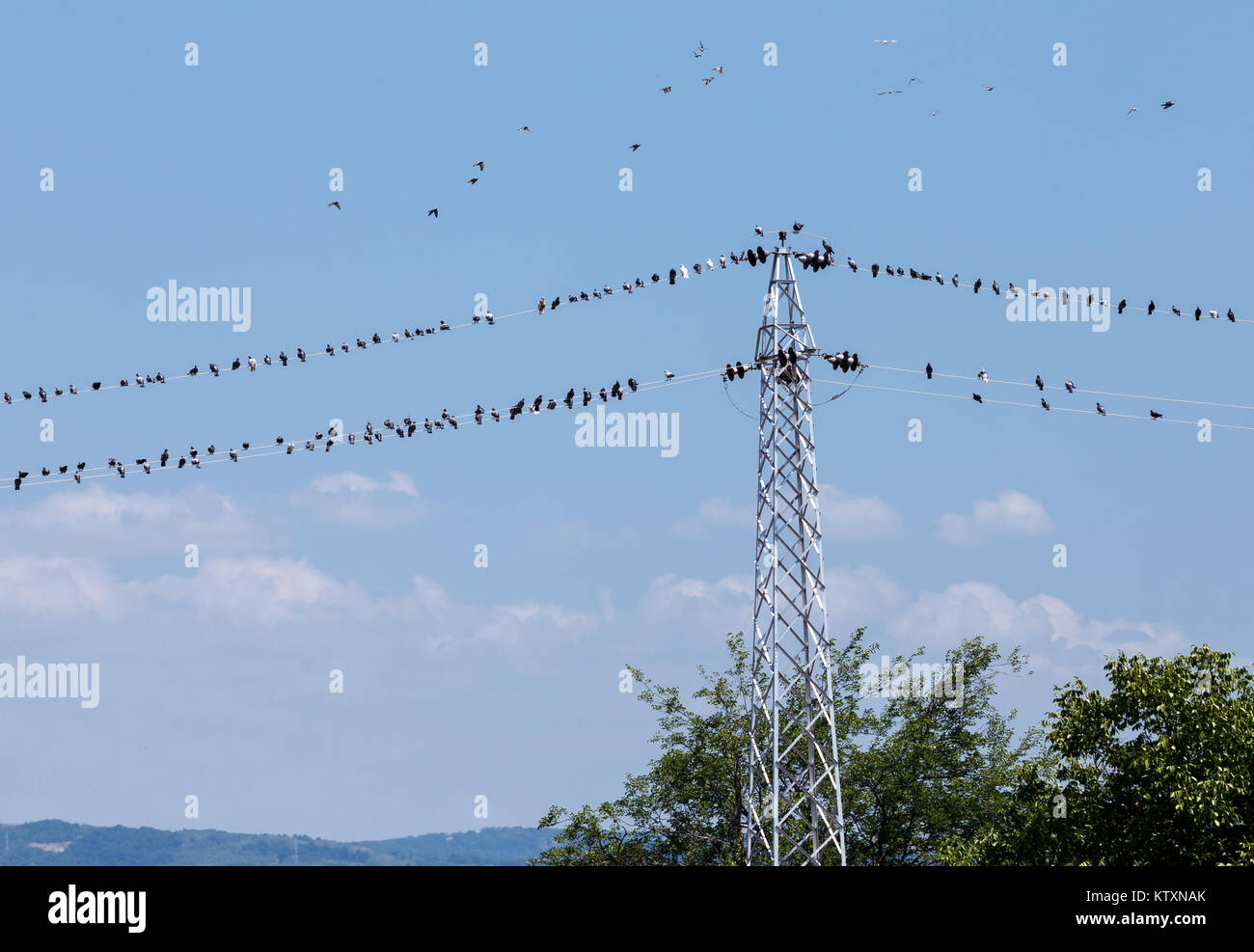 Birds at pylon hi-res stock photography and images - Alamy