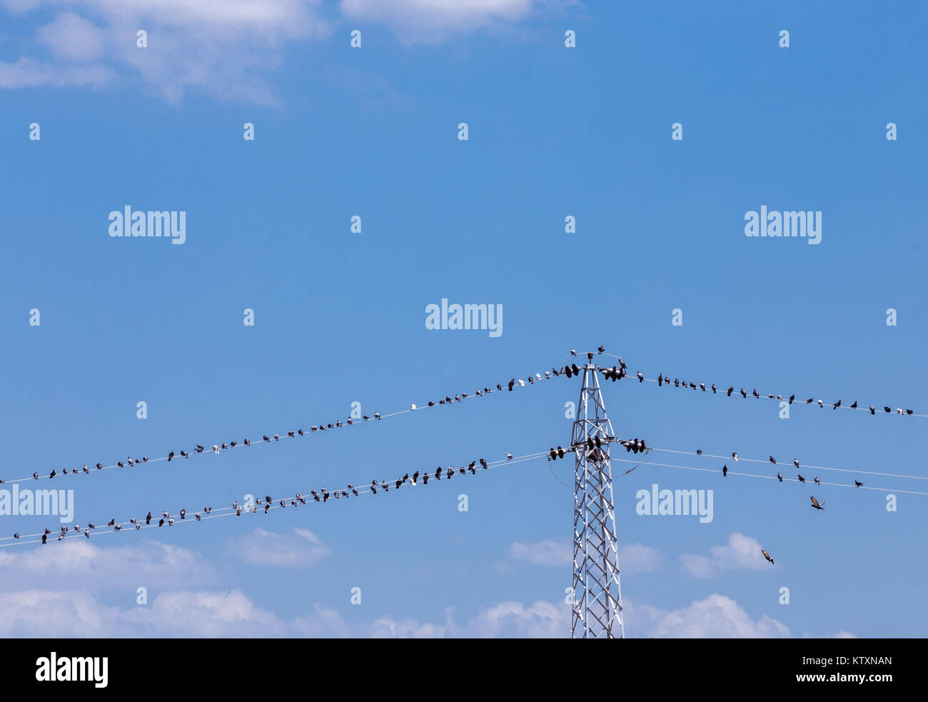 Birds sitting on electrical hi-res stock photography and images - Alamy