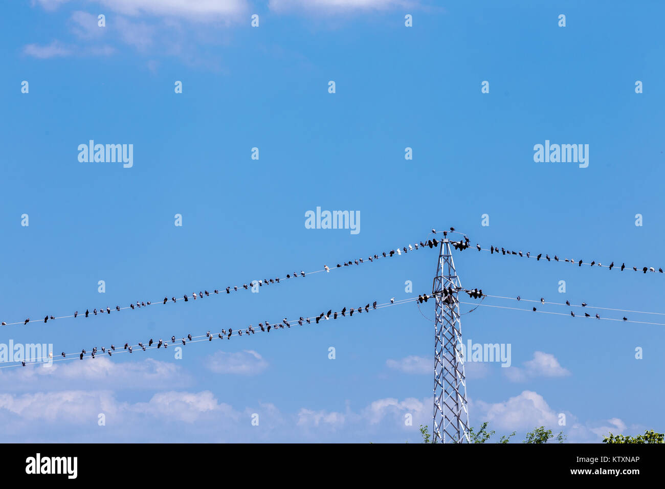 Bird electricity cable pylon hi-res stock photography and images - Alamy
