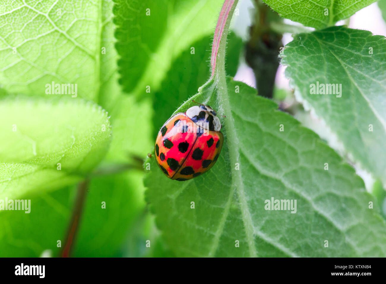 Ladybug on green leaf. Happy nature concept. Spring and summer time ...