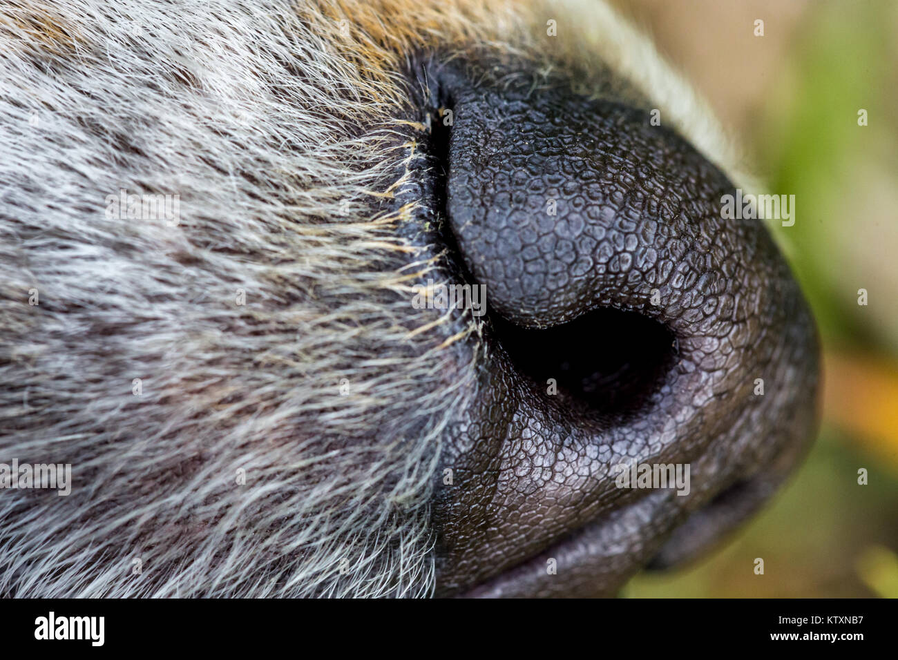 Doggy nose hi-res stock photography and images - Alamy