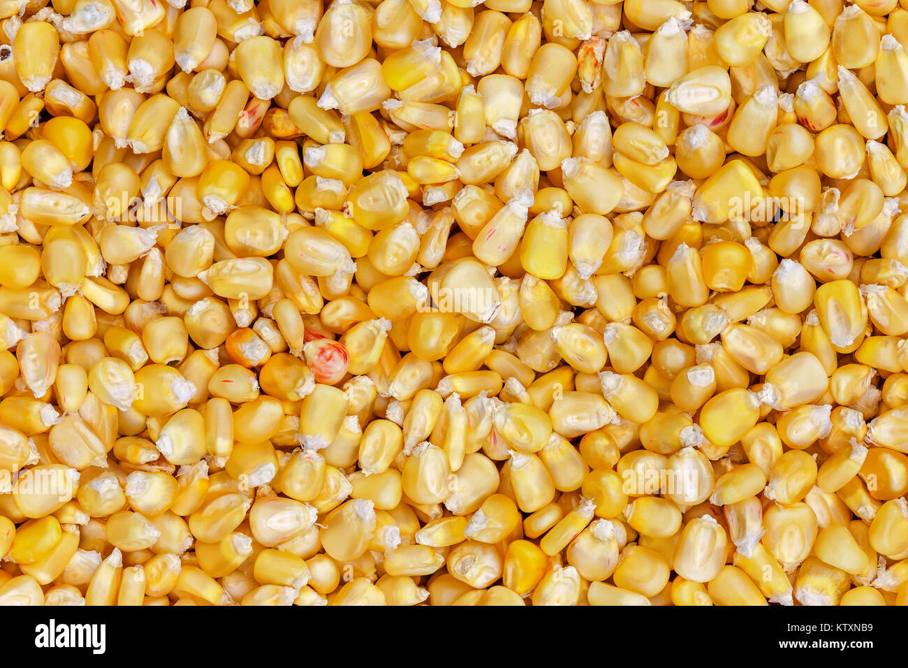 Hybrid corn crop hi-res stock photography and images - Alamy