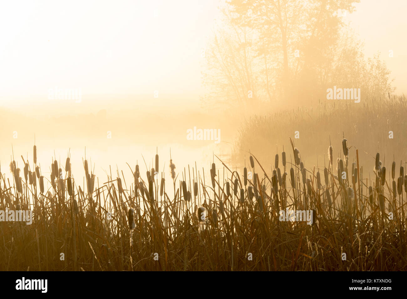 Gold mist hi-res stock photography and images - Alamy