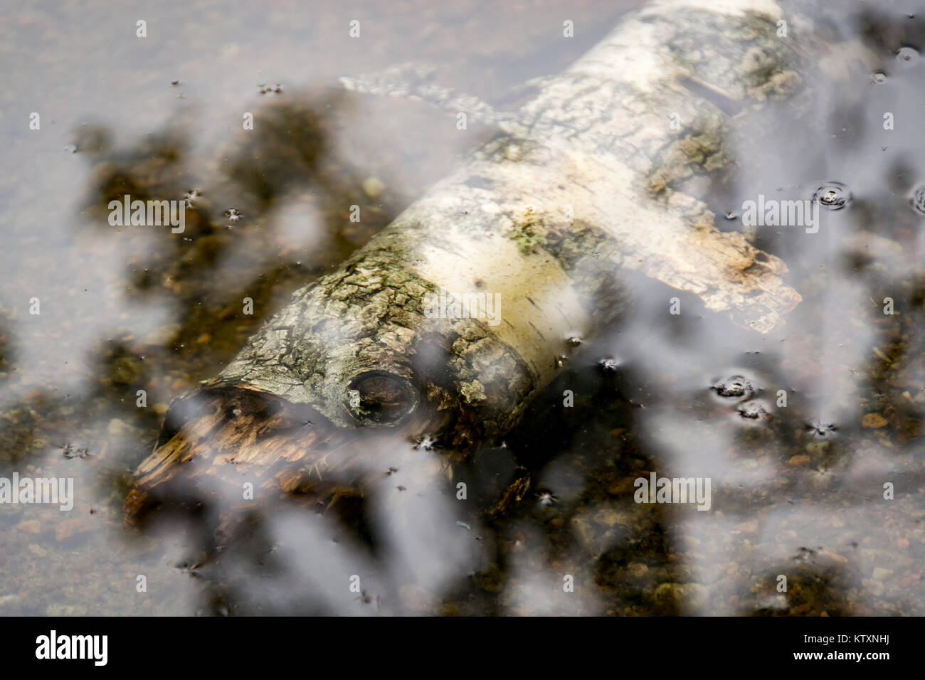 Tree under water hi-res stock photography and images - Alamy