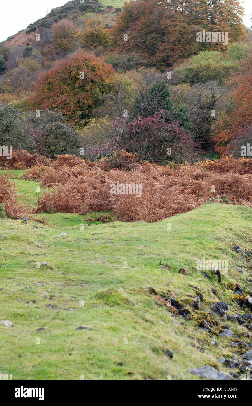 Moorland rural scene Meldon Dartmoor Stock Photo - Alamy