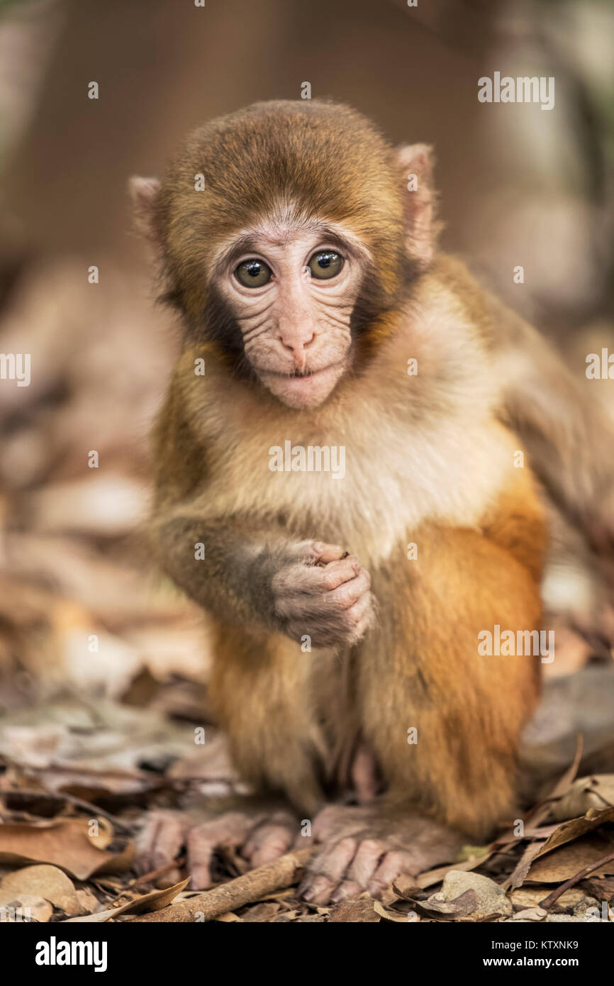 The Rhesus Macaque Macaca mulatta, is one of the best-known species of Old World monkeys. Rhesus ...