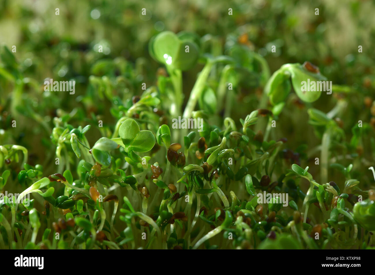 Watercress sprouts in a sprouter, artistic closeup green background ...