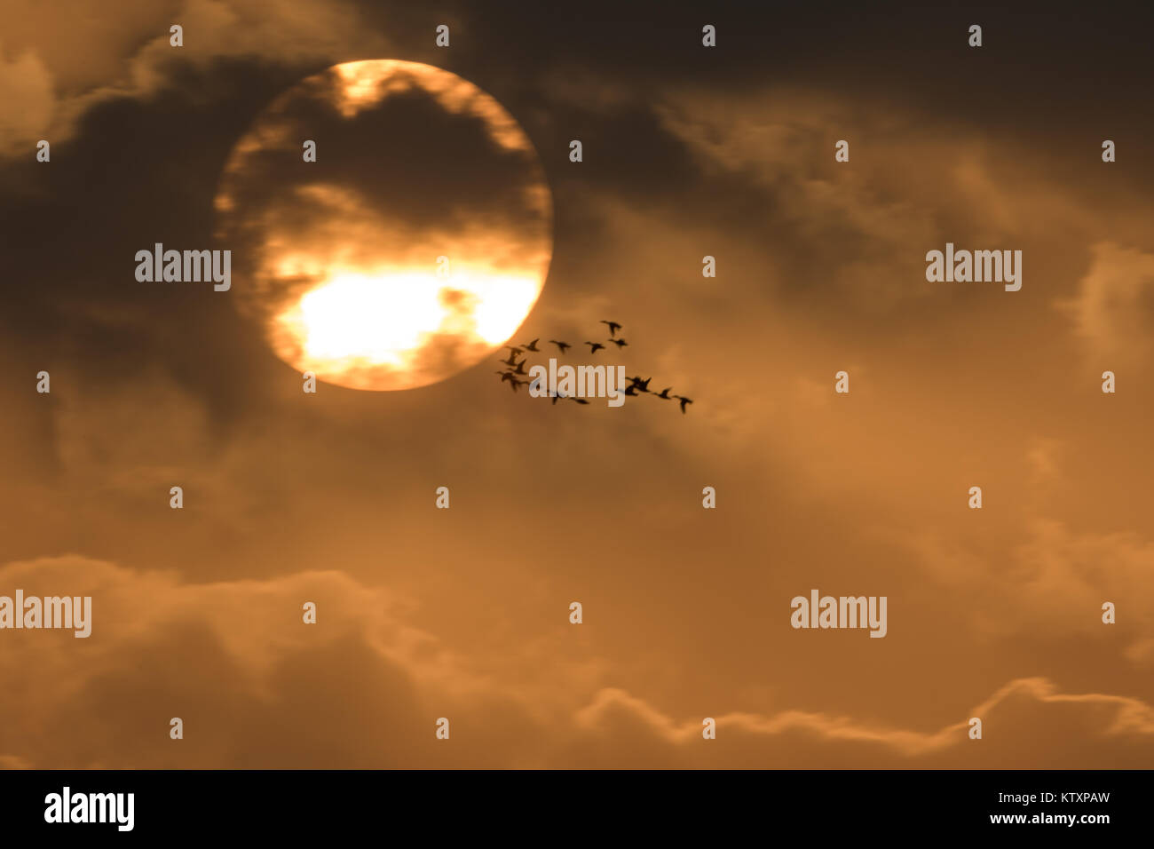 Flock of birds flying around sun, silhouetted at Bhigwan Bird Sanctuary ...