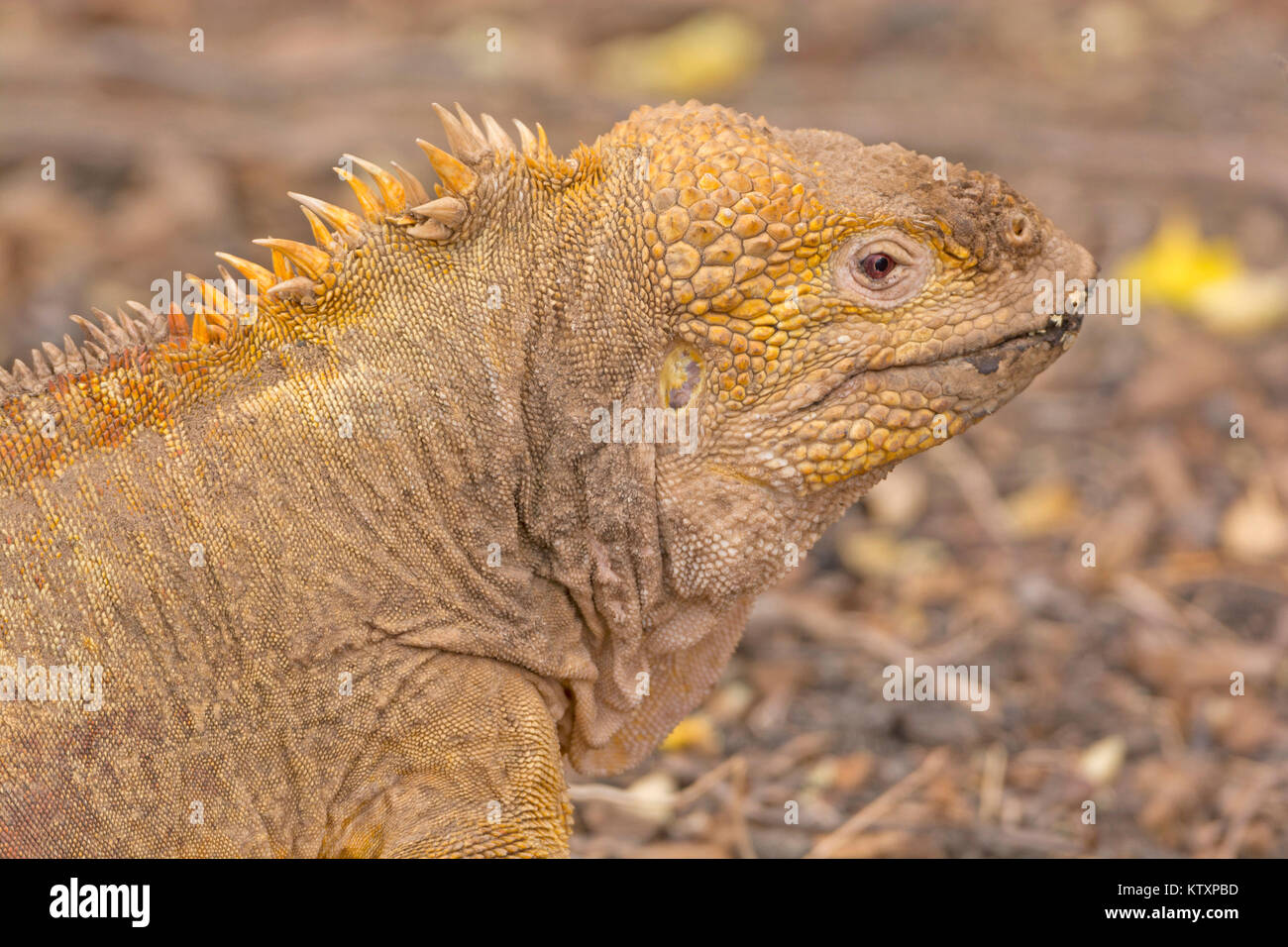 Land Iguana by Urbina Bay on the island of Isabela in the Galapagos ...
