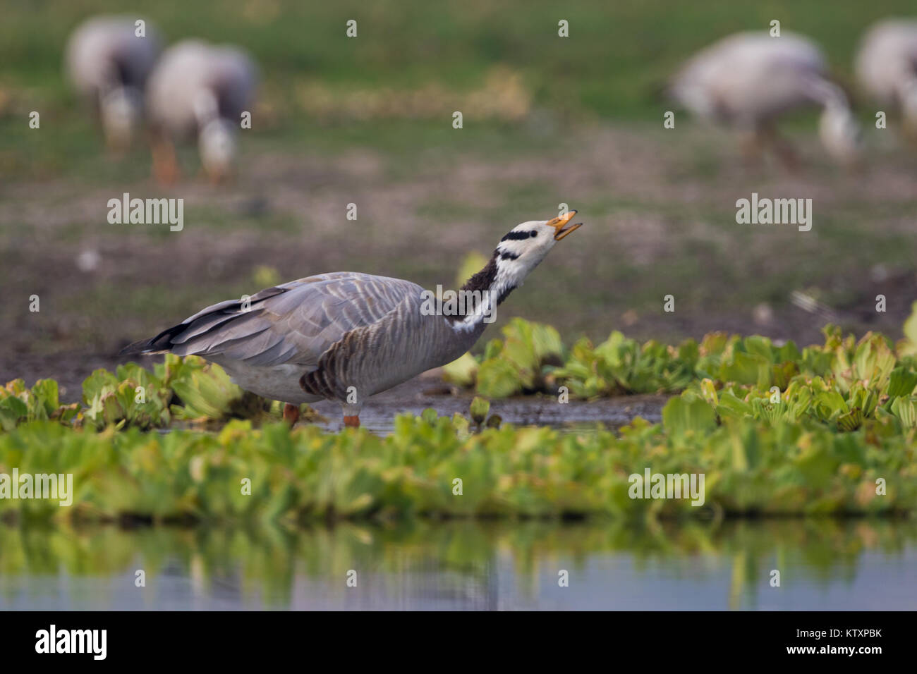 Bar headed goose (Anser indicus) at Bhigwan, Pune, India Stock Photo ...