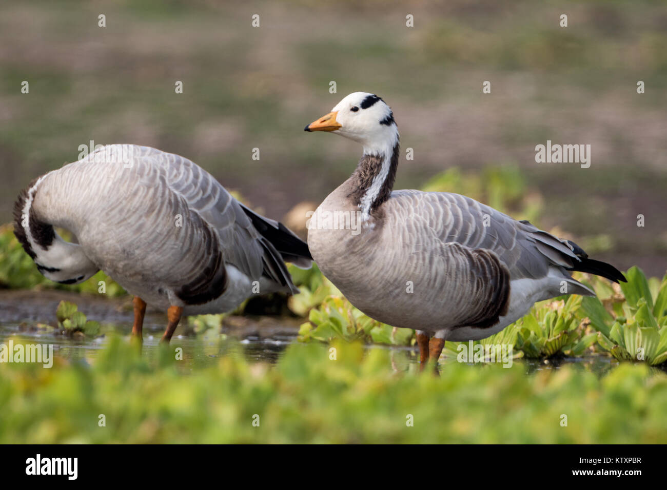 Bar headed goose (Anser indicus) at Bhigwan, Pune, India Stock Photo ...