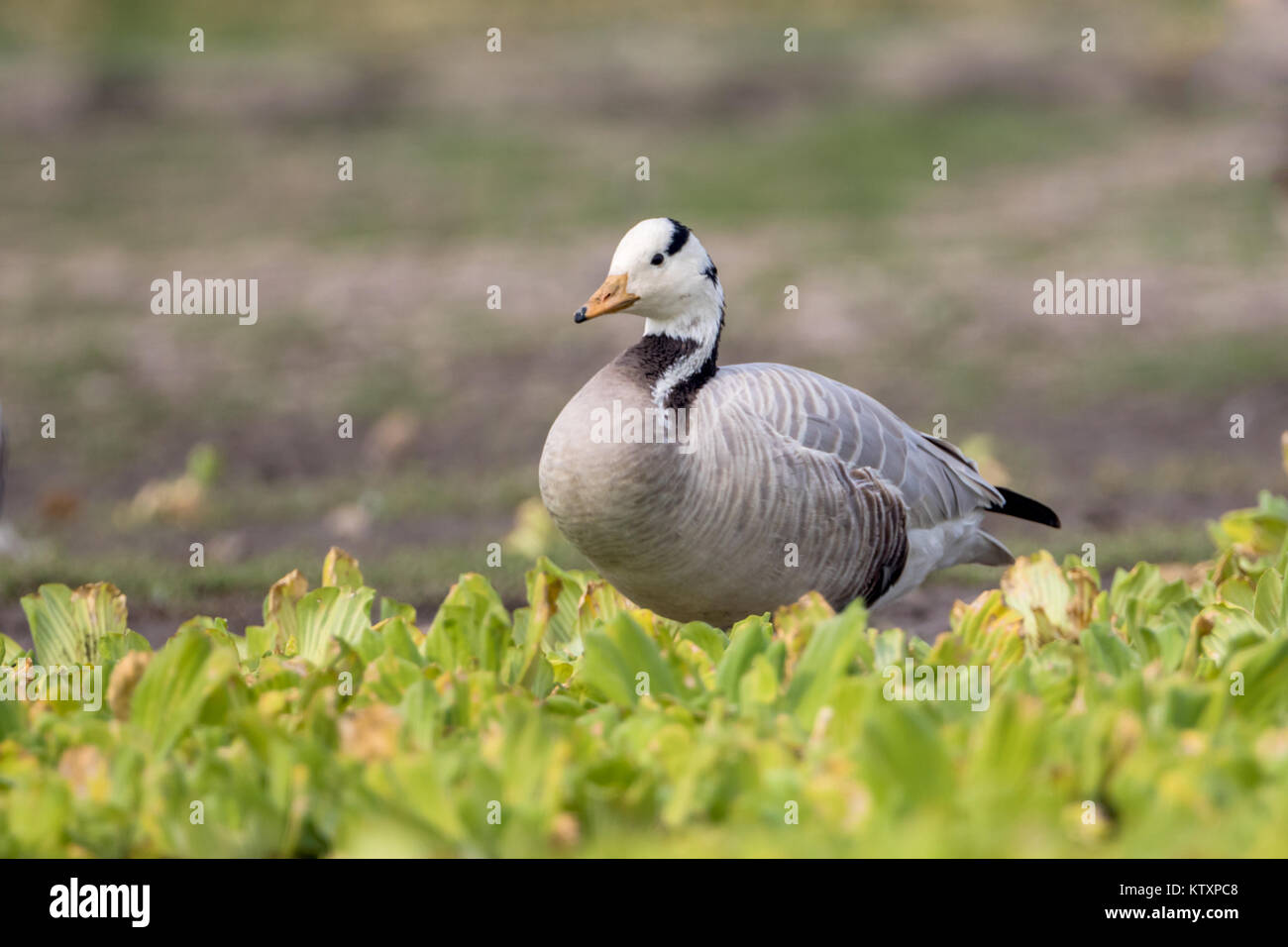 Bar headed goose (Anser indicus) at Bhigwan, Pune, India Stock Photo ...