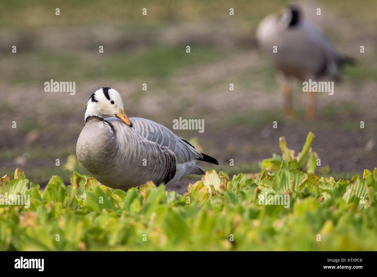 Bar headed goose (Anser indicus) at Bhigwan, Pune, India Stock Photo ...