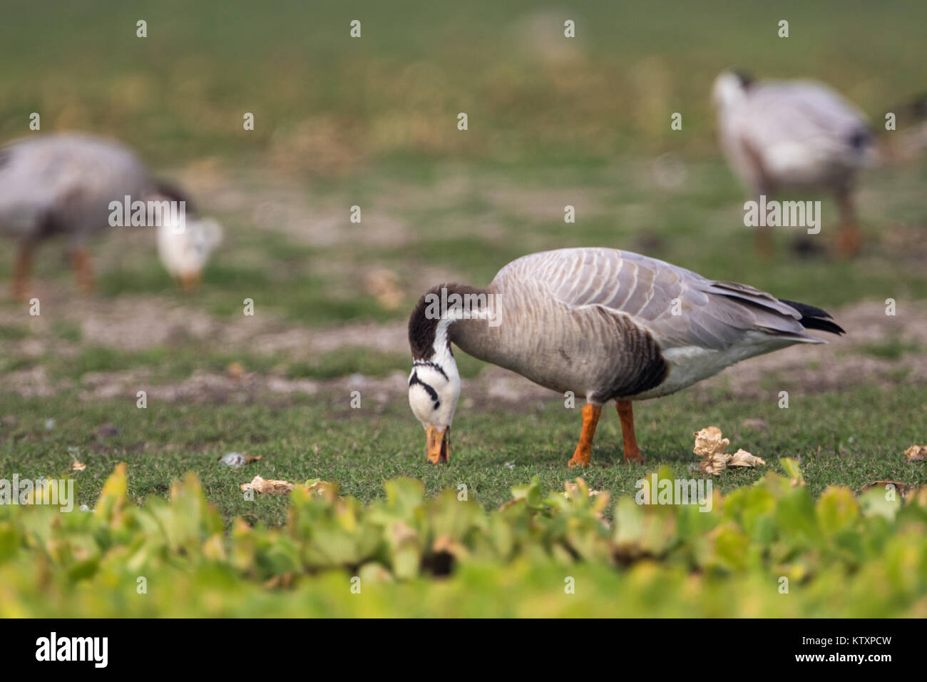 Bar headed goose (Anser indicus) at Bhigwan, Pune, India Stock Photo ...