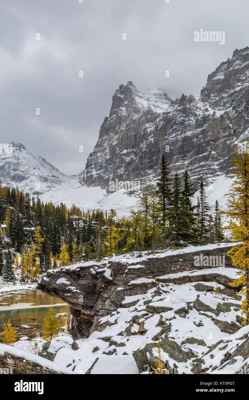 Opabin Plateau in Lake O'Hara, Yoho National Park Stock Photo - Alamy