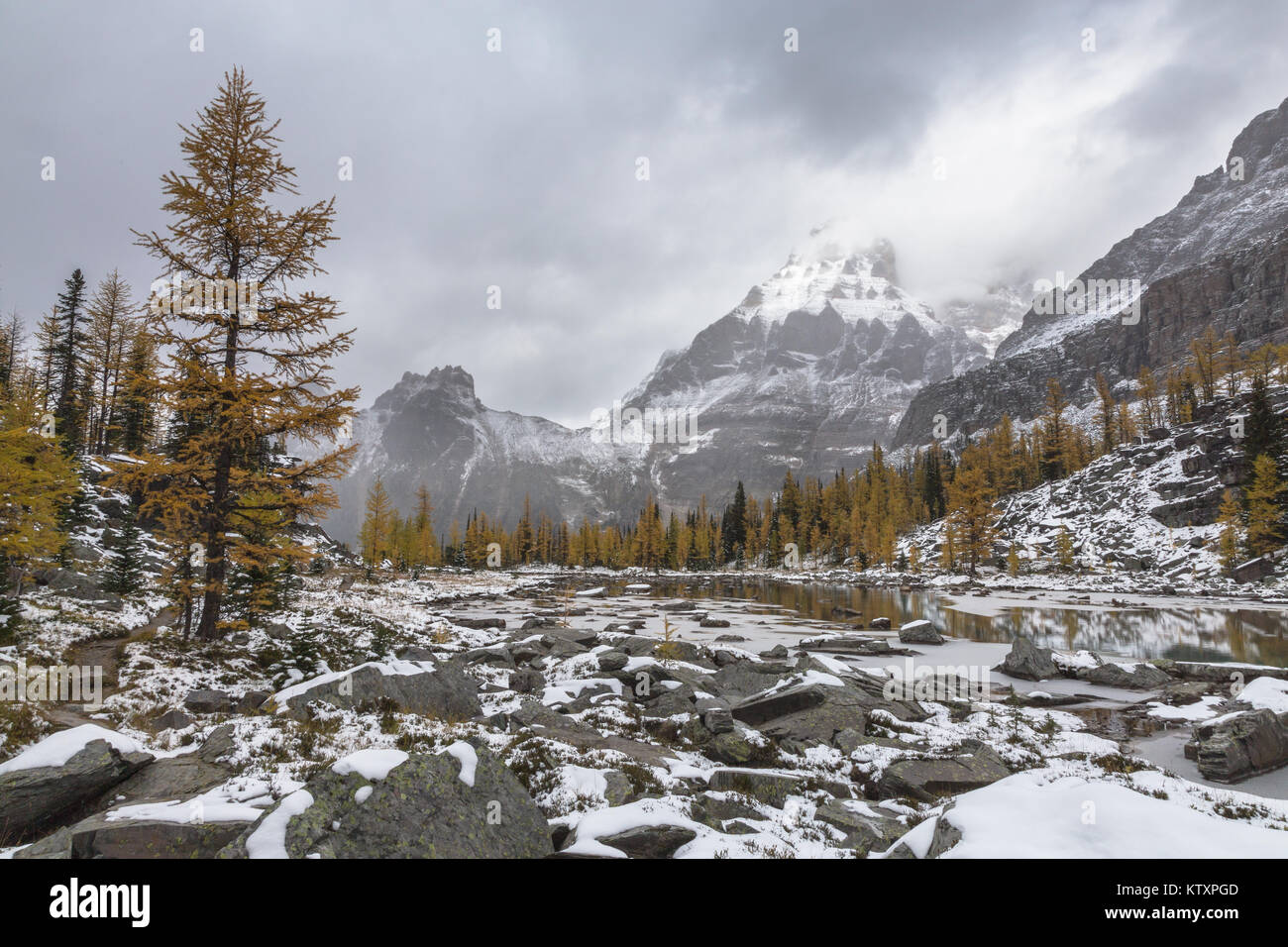 Opabin Plateau in Lake O'Hara, Yoho National Park Stock Photo - Alamy