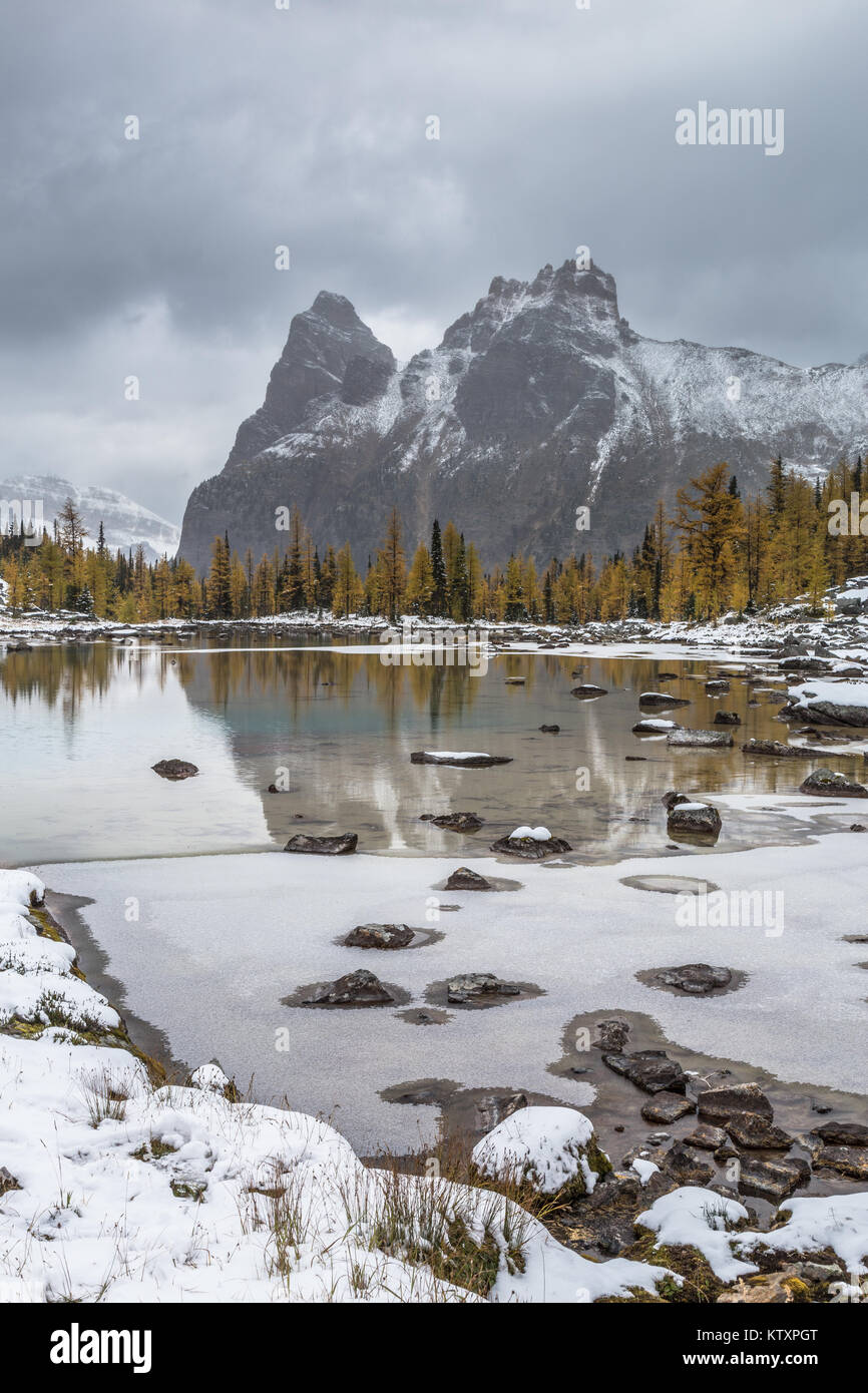 Opabin Plateau in Lake O'Hara, Yoho National Park Stock Photo - Alamy