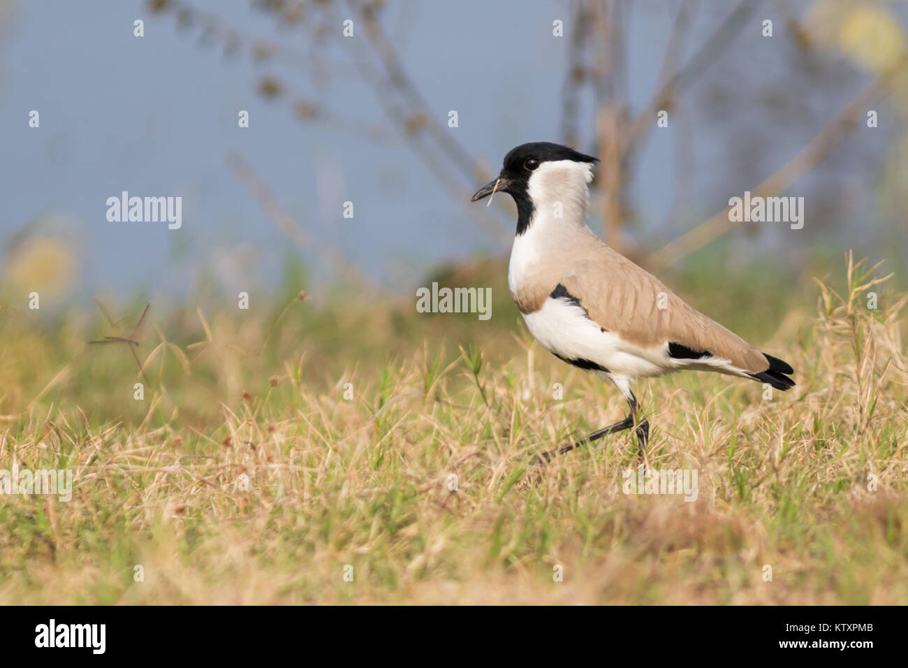 The river lapwing (Vanellus duvaucelii) in grasslands of Jim Corbett ...