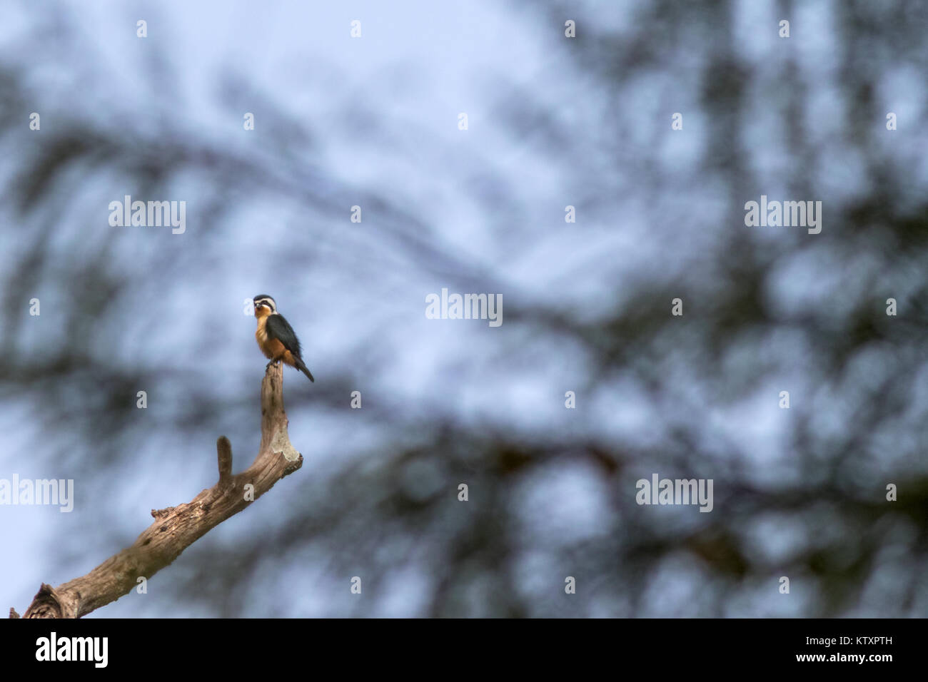 The collared falconet (Microhierax caerulescens) from the Corbett ...