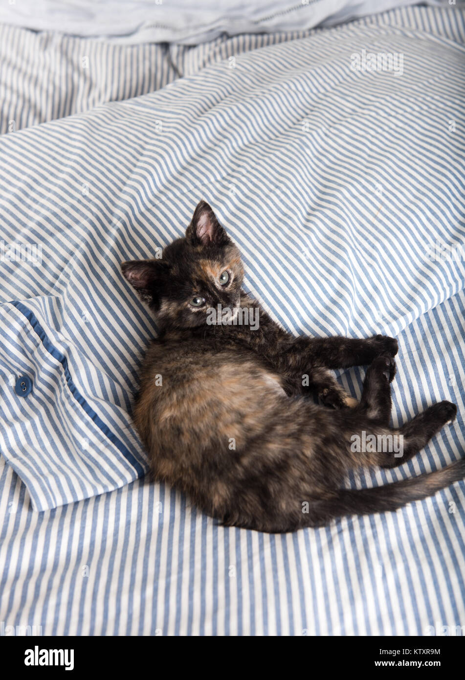 Tiny Adorable Tortoise Shell Kitten Relaxing on Striped Bed Stock Photo ...