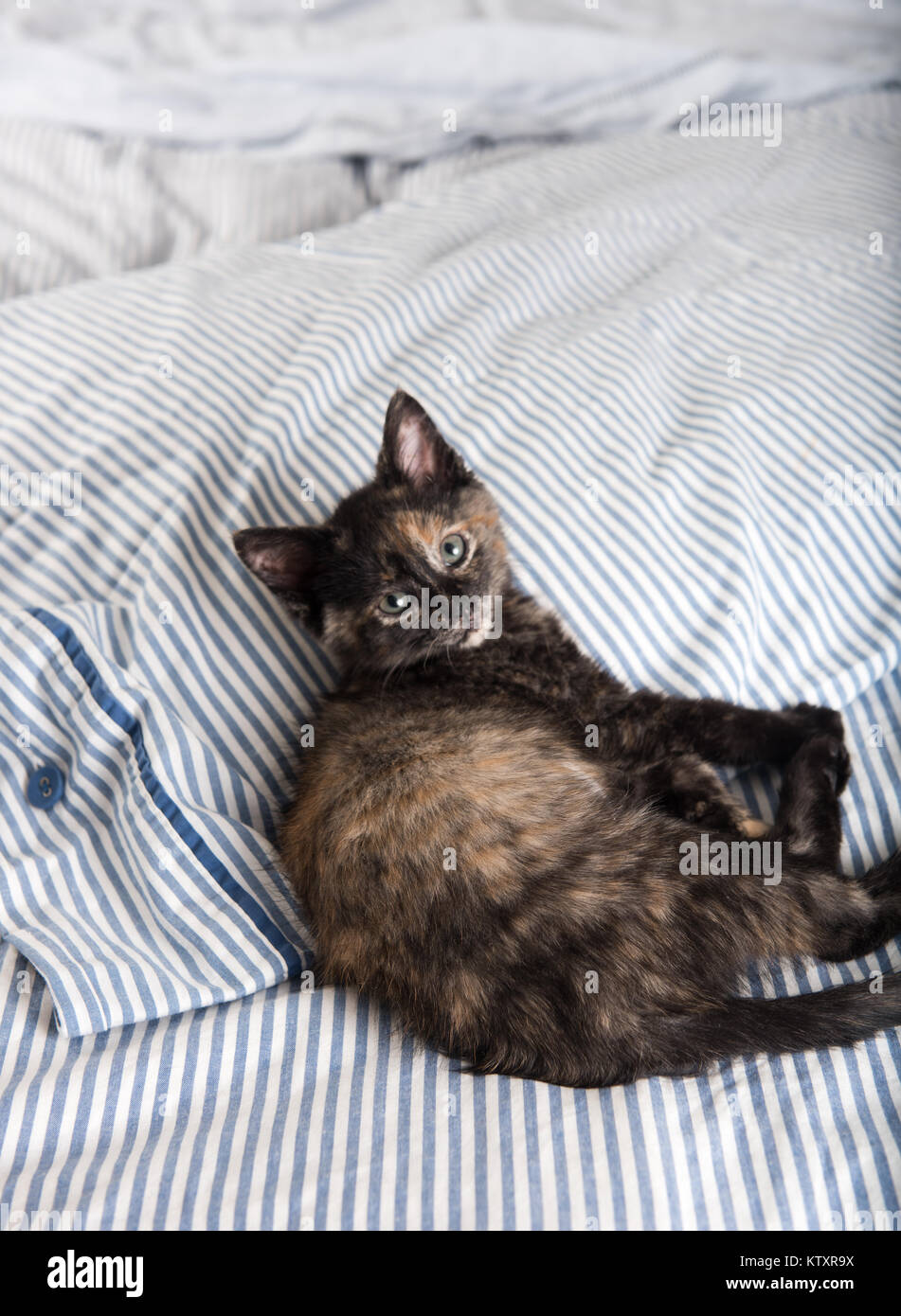 Tiny Adorable Tortoise Shell Kitten Relaxing on Striped Bed Stock Photo ...