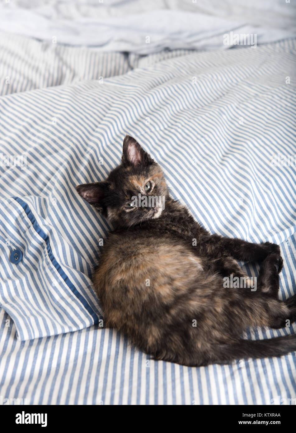 Tiny Adorable Tortoise Shell Kitten Relaxing on Striped Bed Stock Photo ...