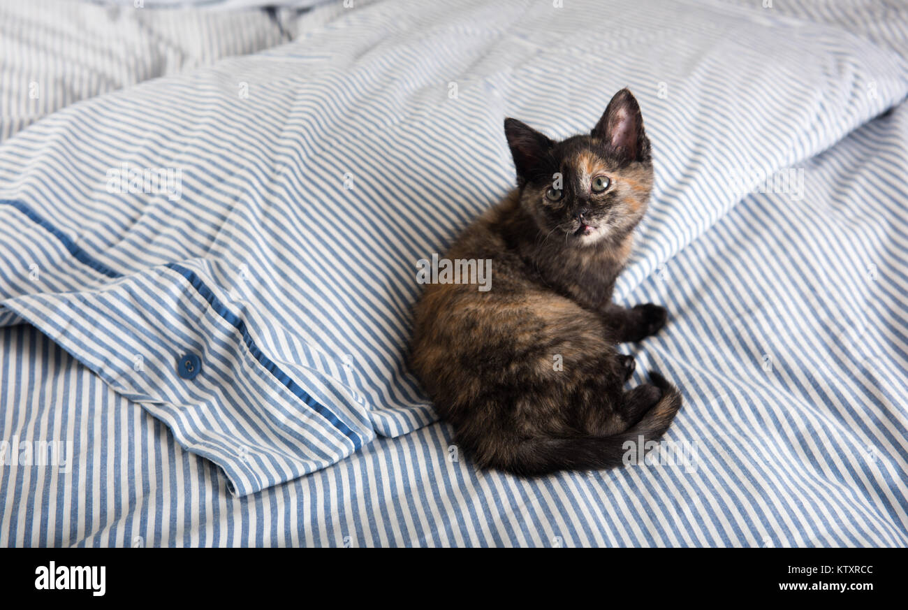 Tiny Adorable Tortoise Shell Kitten Relaxing on Striped Bed Stock Photo ...