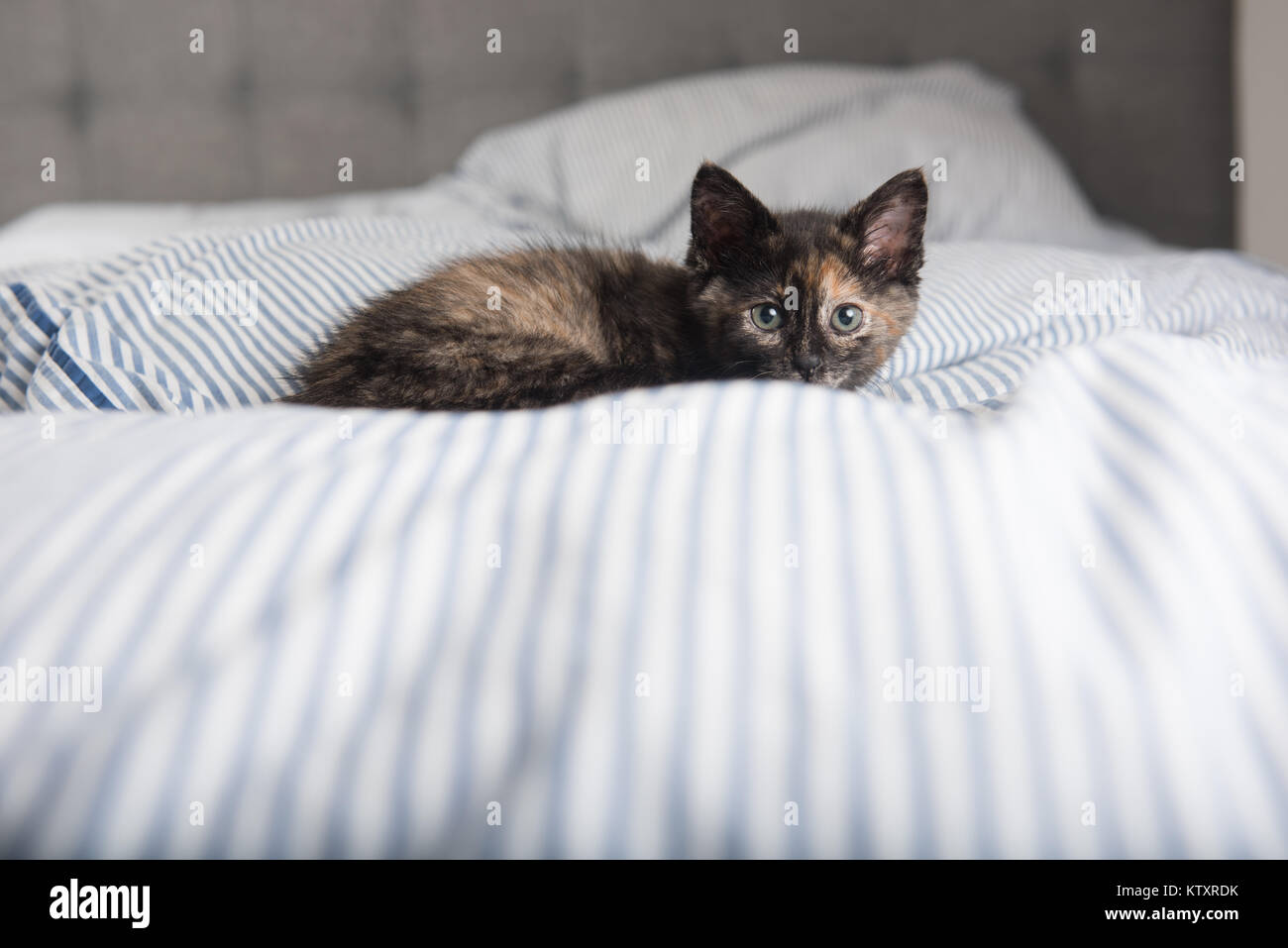 Tiny Adorable Tortoise Shell Kitten Relaxing on Striped Bed Stock Photo ...
