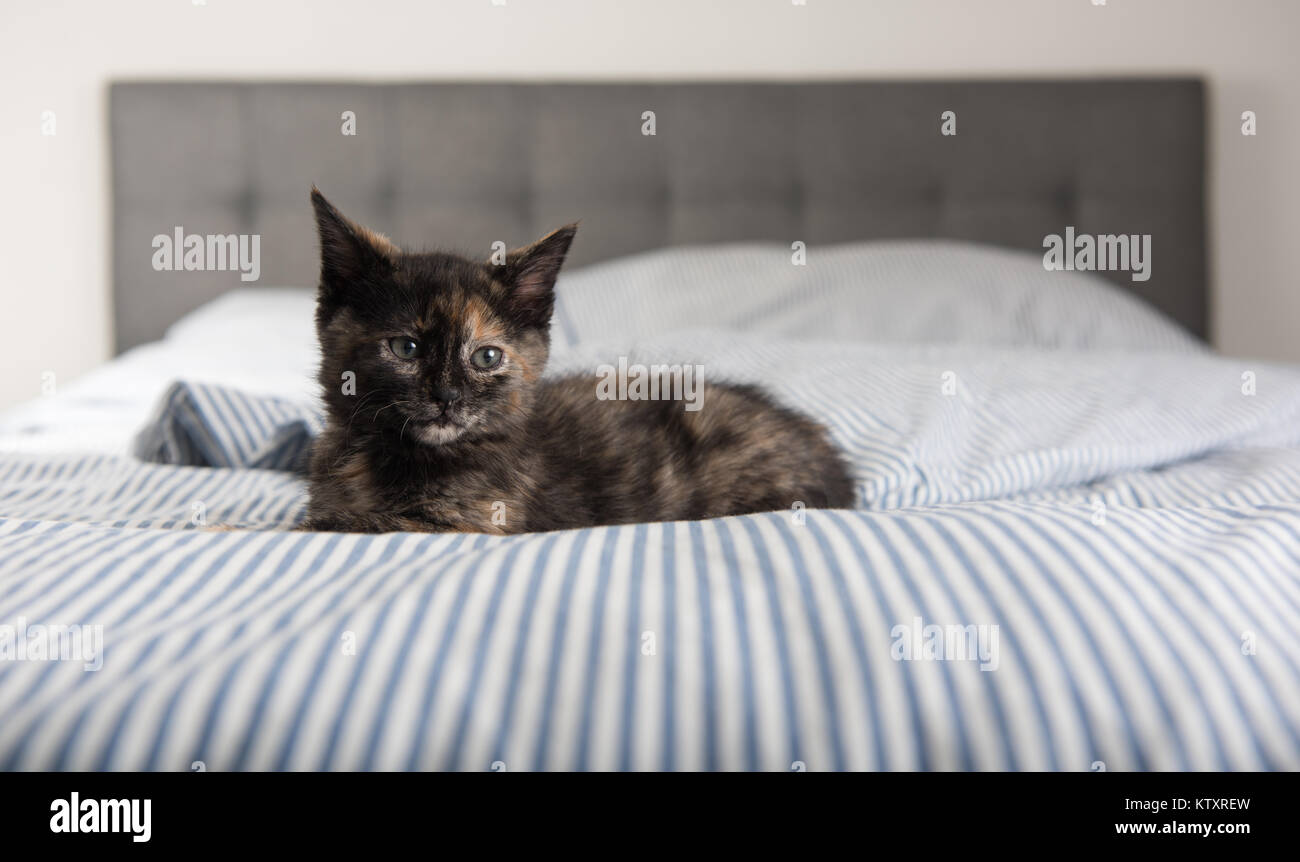 Tiny Adorable Tortoise Shell Kitten Relaxing on Striped Bed Stock Photo ...