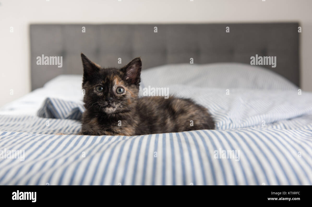 Tiny Adorable Tortoise Shell Kitten Relaxing on Striped Bed Stock Photo ...