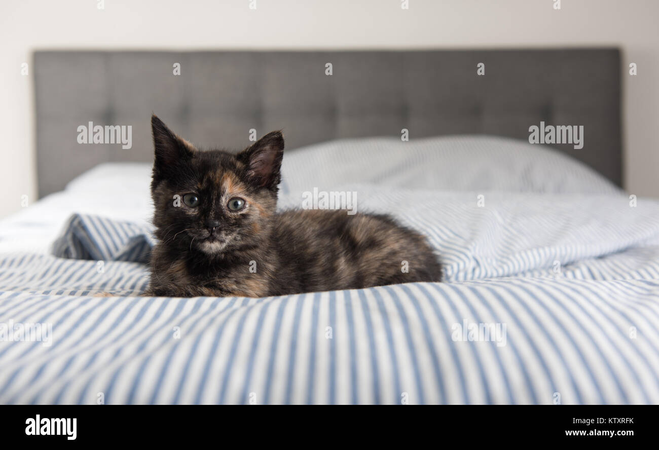 Tiny Adorable Tortoise Shell Kitten Relaxing on Striped Bed Stock Photo ...