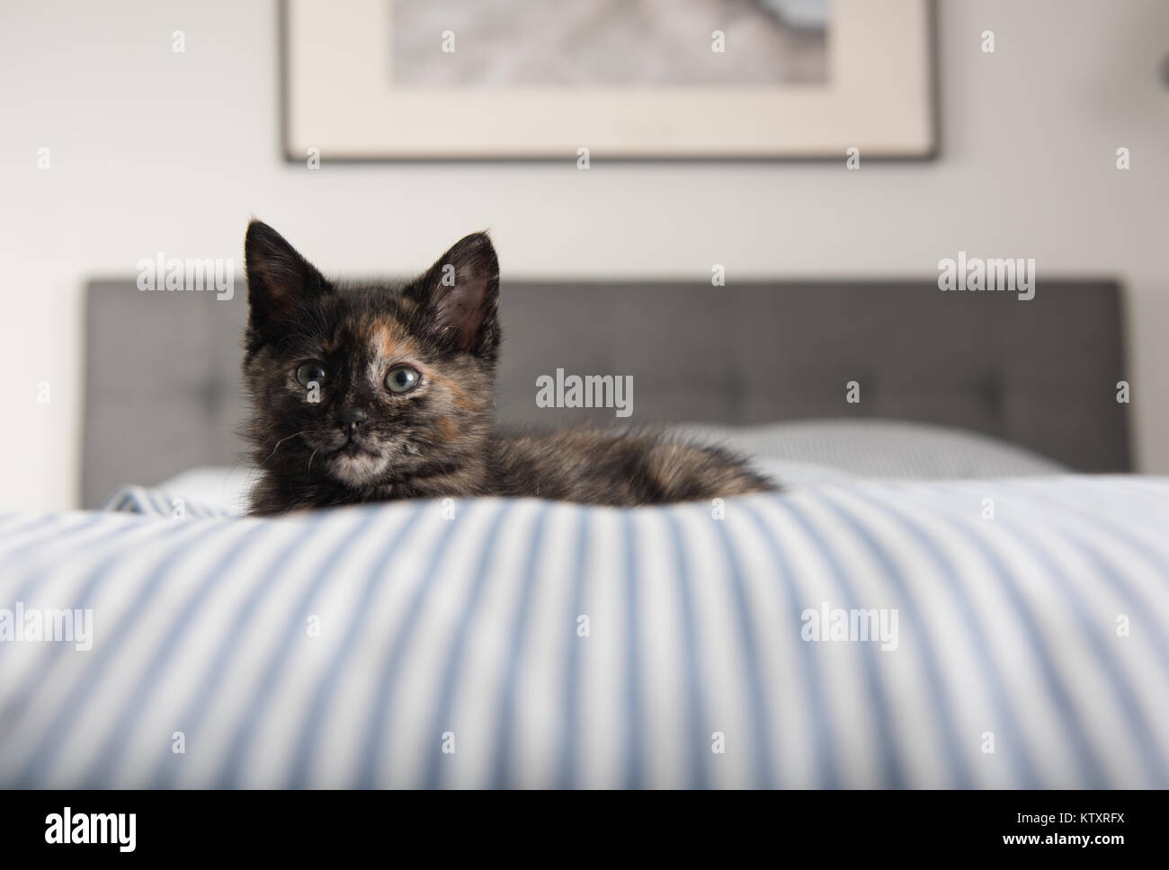 Tiny Adorable Tortoise Shell Kitten Relaxing on Striped Bed Stock Photo ...