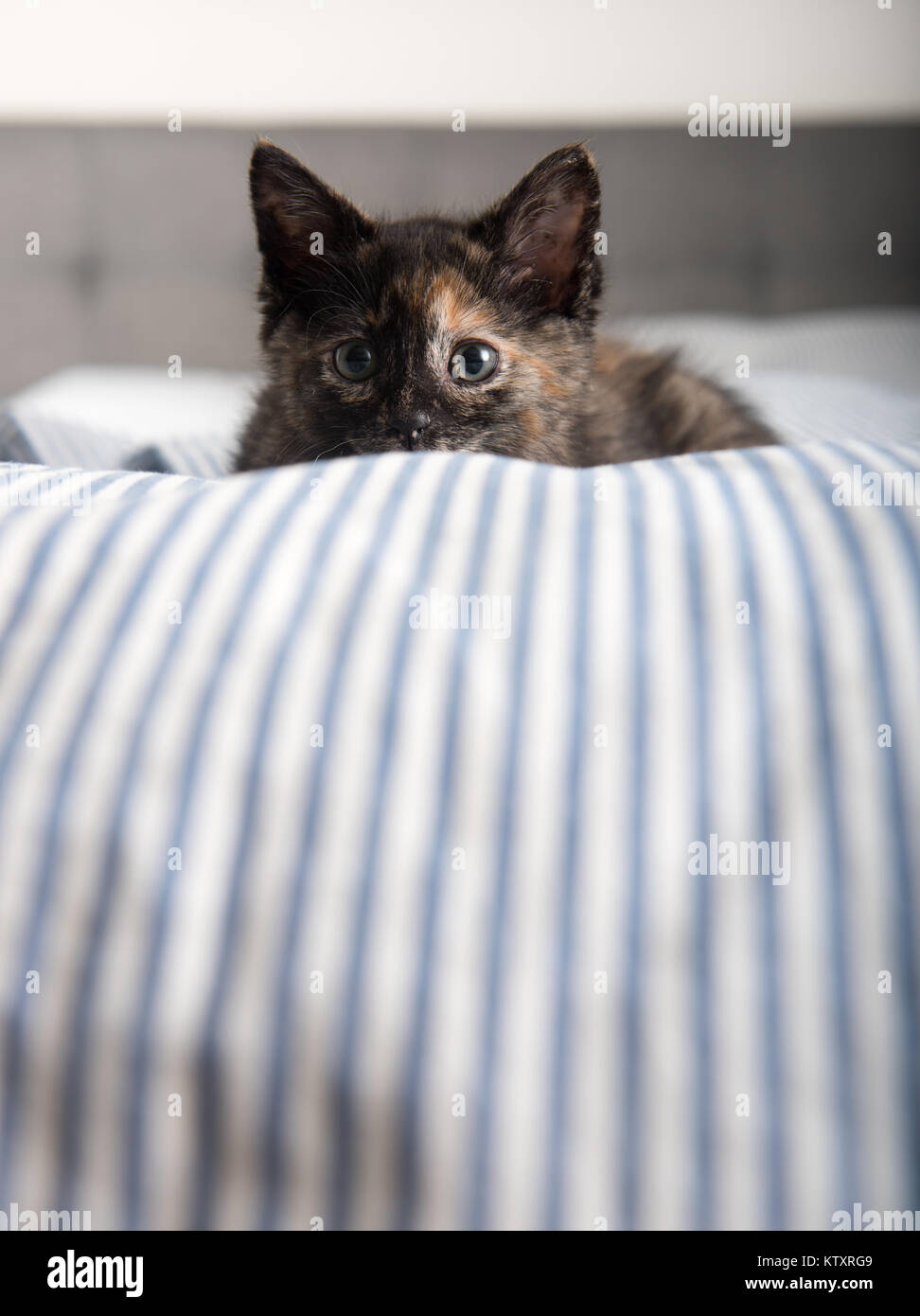 Tiny Adorable Tortoise Shell Kitten Relaxing on Striped Bed Stock Photo ...